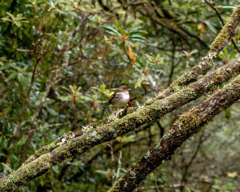 How to Explore Madeira in a Sustainable Way – 2024 Guide